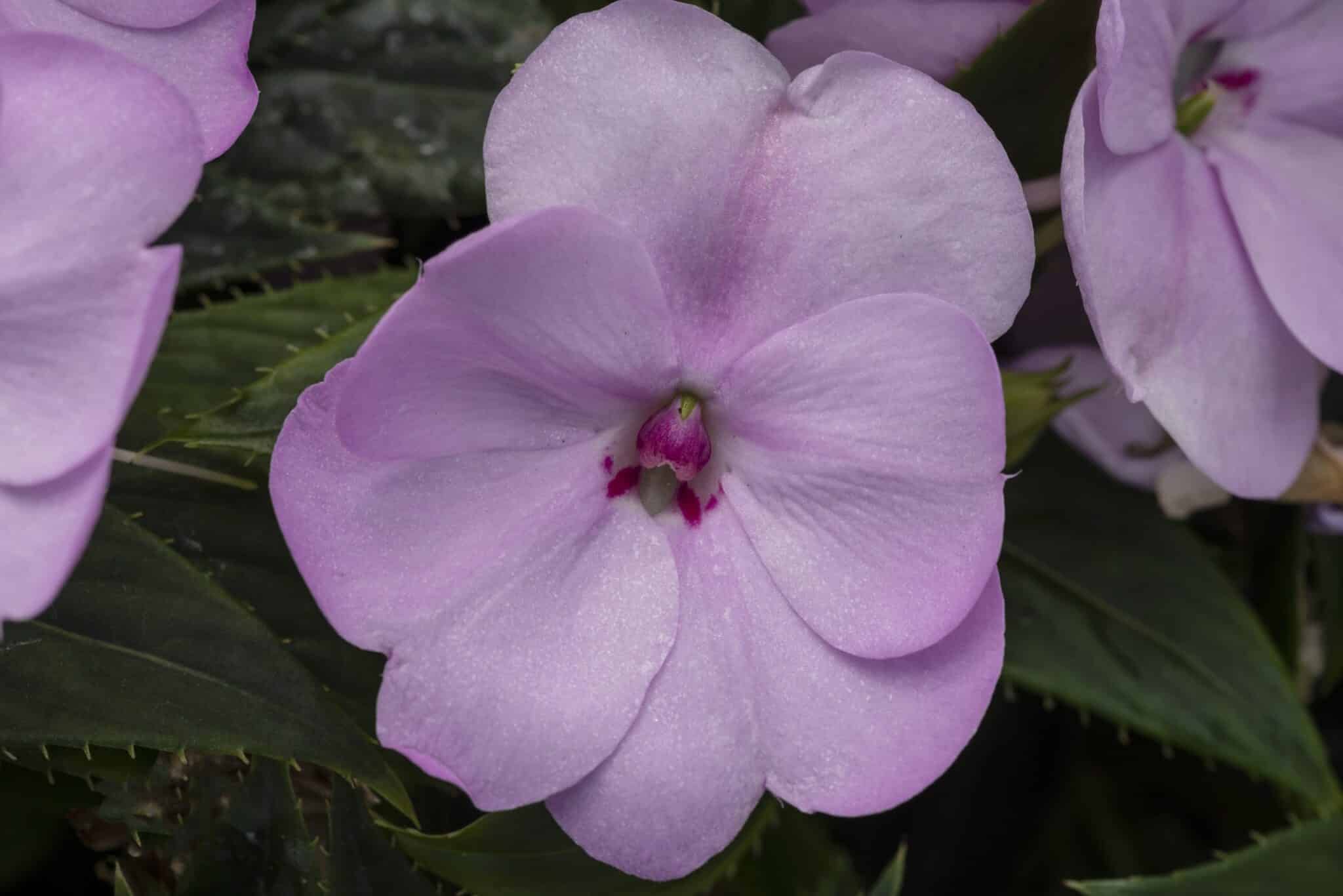 Impatiens, Spreading 'SunPatiens Compact' Series - Longfellow's Garden ...