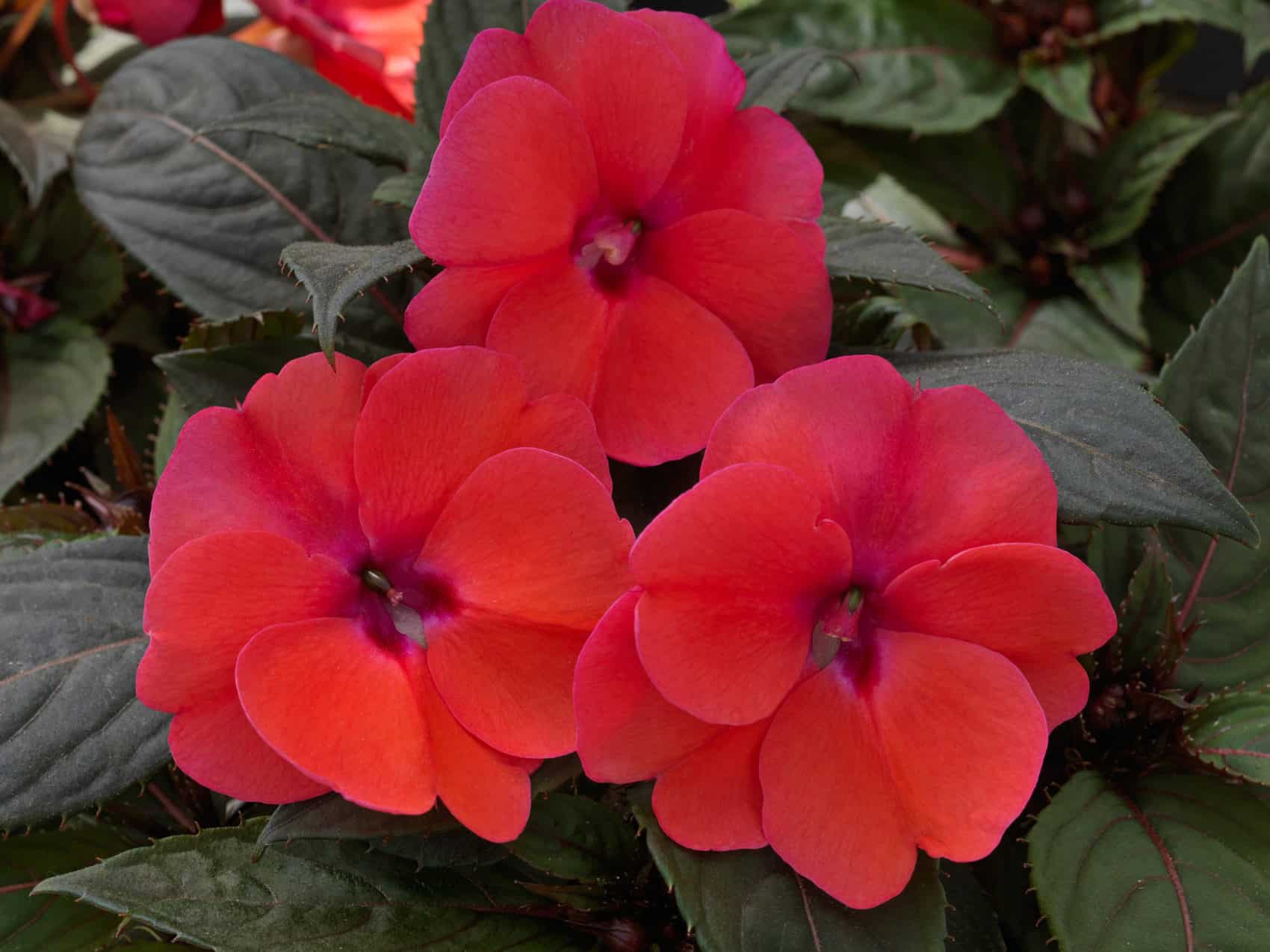 Impatiens, Spreading 'SunPatiens Compact' Series - Longfellow's Garden ...