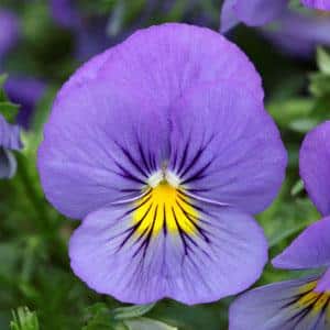 Pansy 'Cool Wave' Series - Longfellow's Garden Center