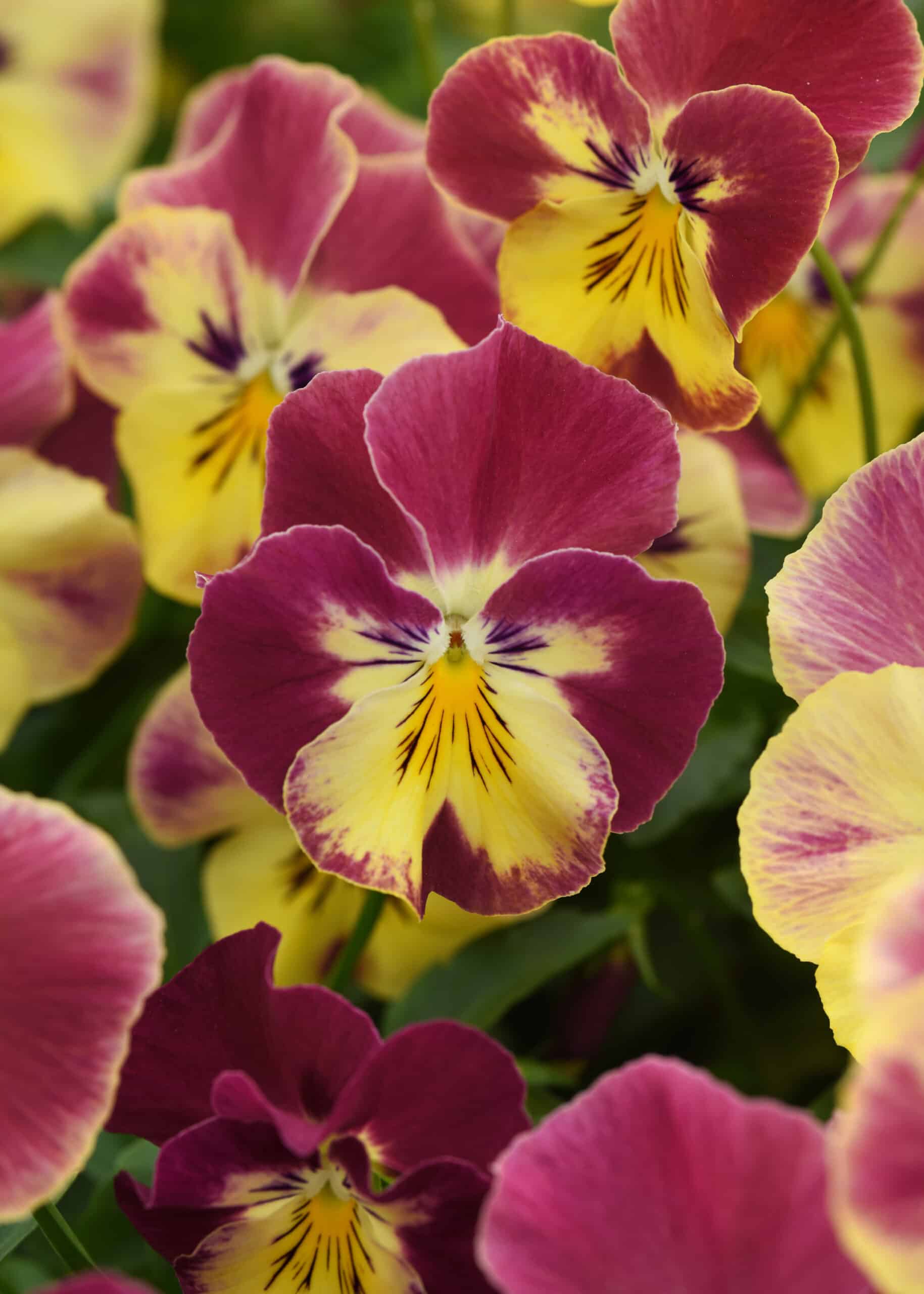Pansy 'Cool Wave' Series - Longfellow's Garden Center