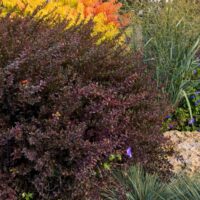Ninebark 'Little Devil' Series - Longfellow's Garden Center