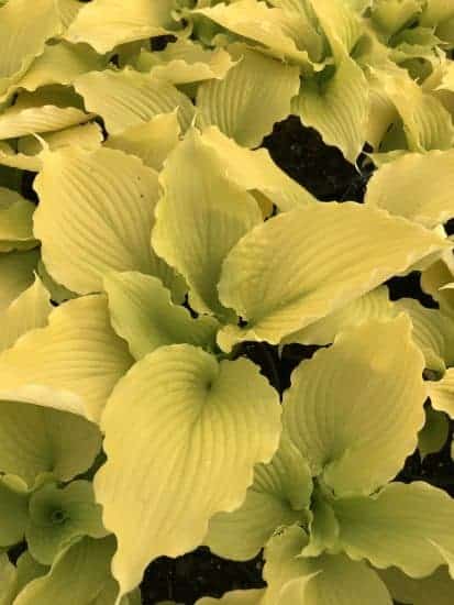 Hosta, Gold & Chartreuse Varieties - Longfellow's Garden Center