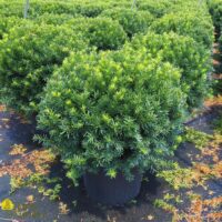 Yew - Longfellow's Garden Center