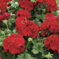 Geranium, Interspecific 'Calliope' Series - Longfellow's Garden Center