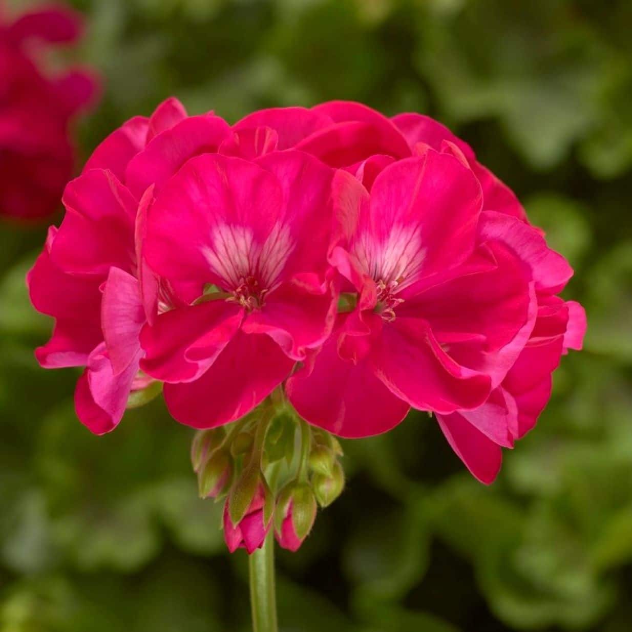 Geranium, Interspecific 'Calliope' Series - Longfellow's Garden Center
