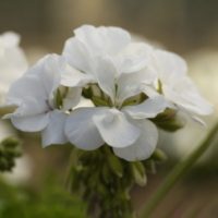 Geranium, Interspecific 'Calliope' Series - Longfellow's Garden Center