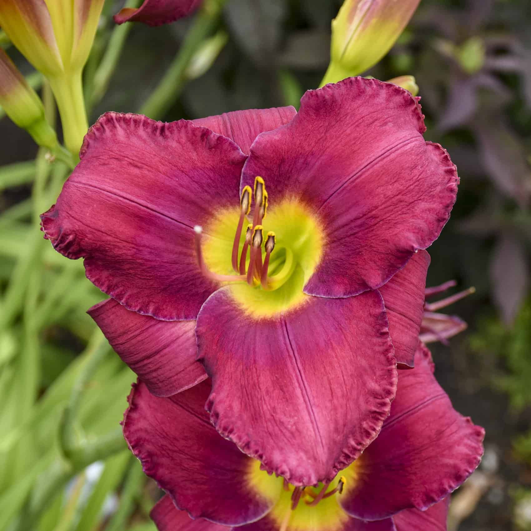 Daylily - Hemerocallis, Purple Varieties - Longfellow's Garden Center