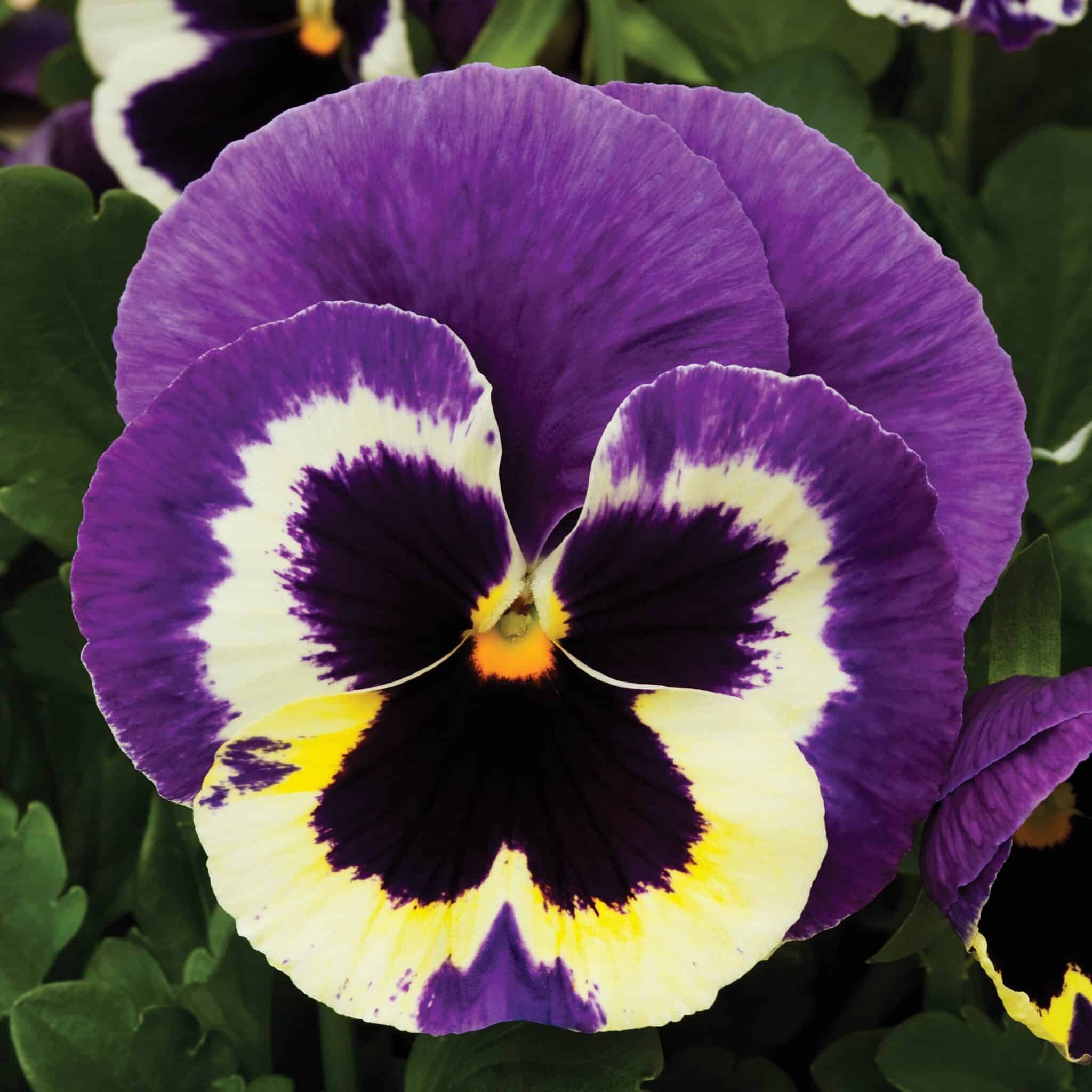 Pansy - Longfellow's Garden Center