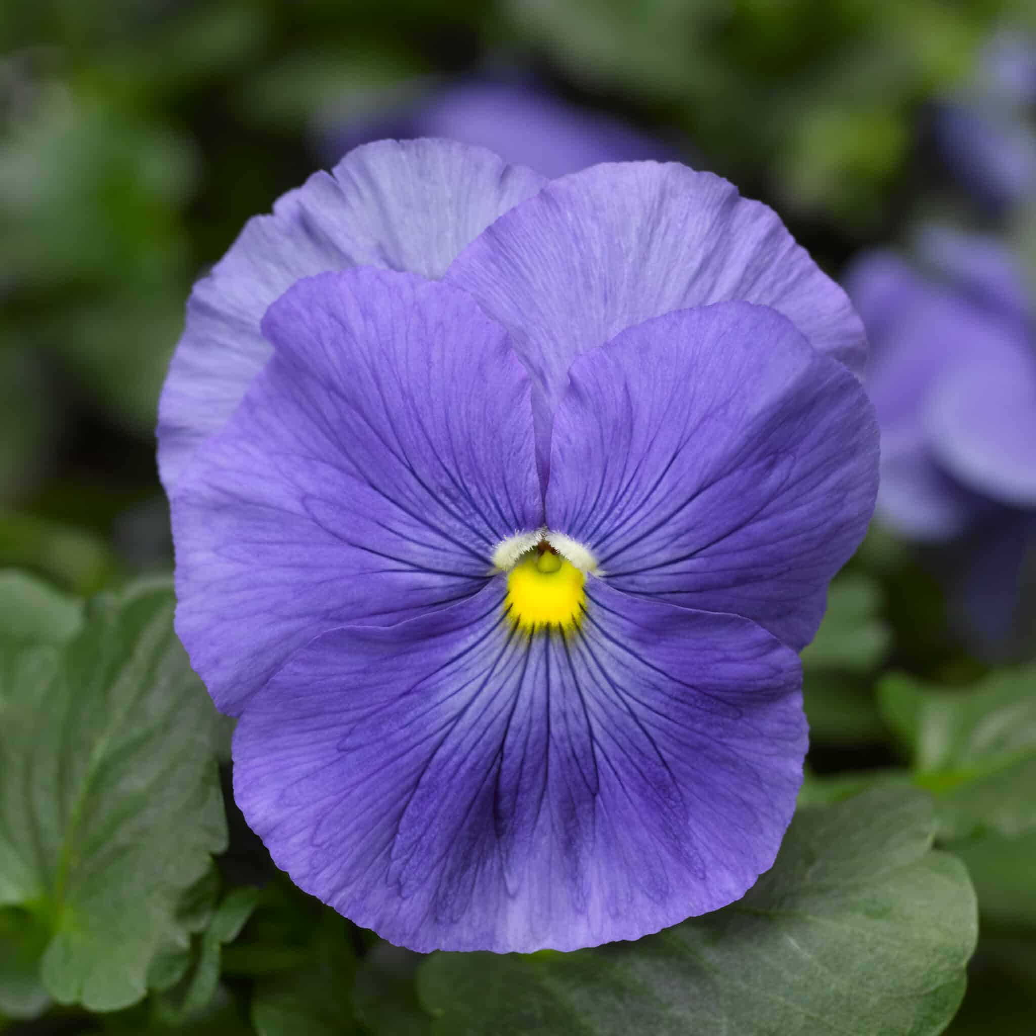 Pansy - Longfellow's Garden Center