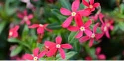Vinca 'Soiree Kawaii' Series - Longfellow's Garden Center