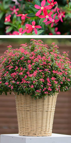 Vinca 'Soiree Kawaii Coral' - Longfellow's Garden Center
