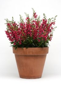 Angelonia 'Archangel' Series - Longfellow's Garden Center