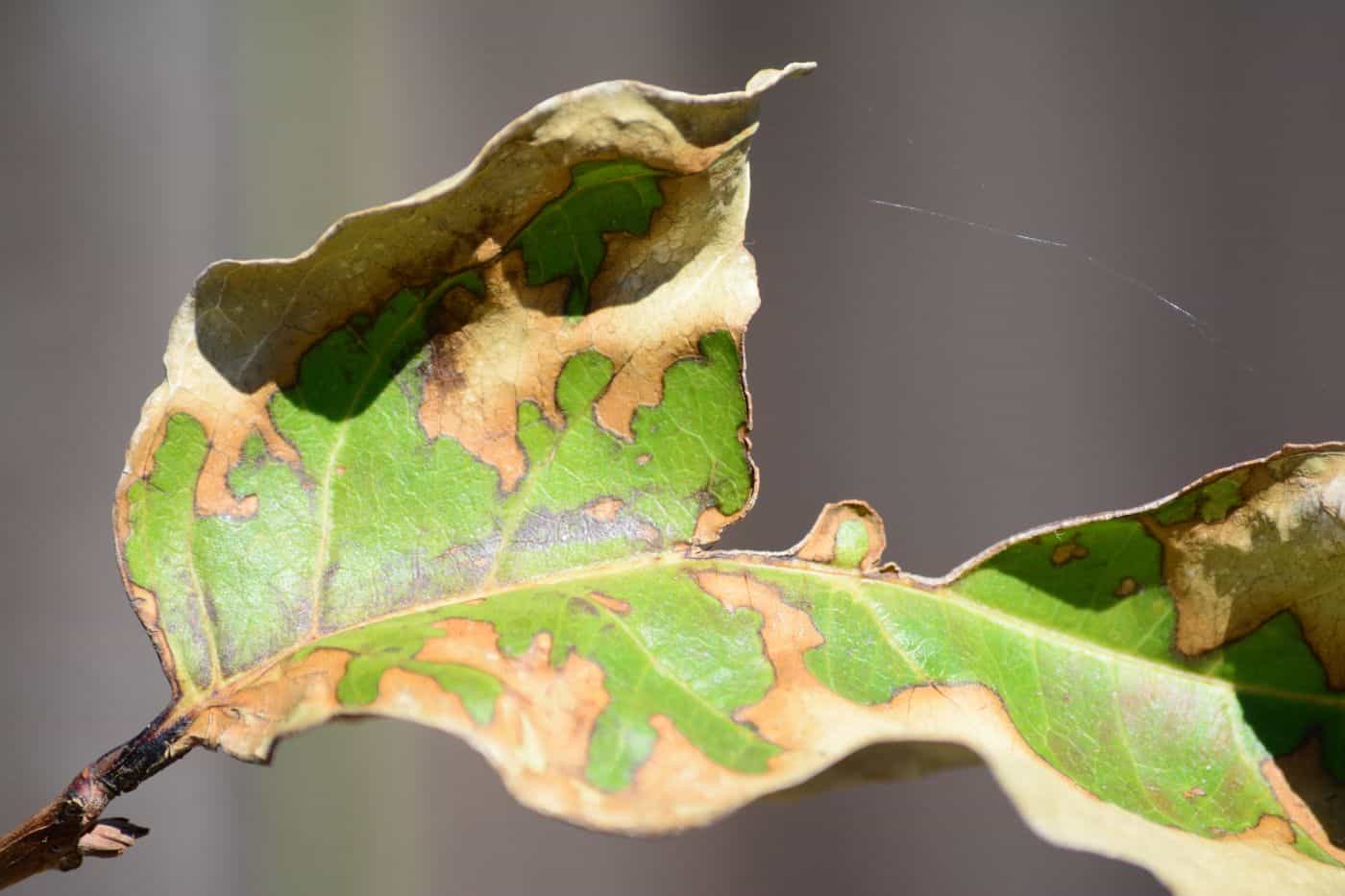 Mysterious Dieback on Trees - Longfellow's Garden Center