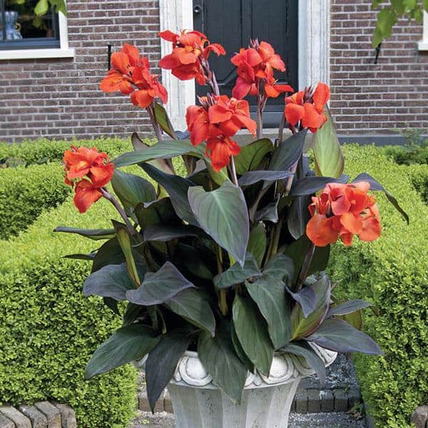 Canna 'Cannova' Series - Longfellow's Garden Center