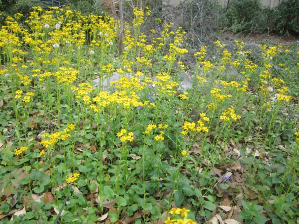 Solutions for a Shady Yard - Longfellow's Garden Center