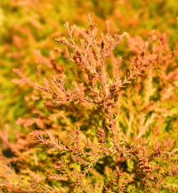 Arborvitae - Dwarf Varieties - Longfellow's Garden Center