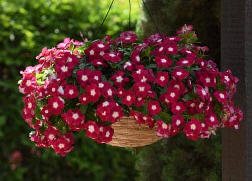 Vinca, Trailing 'Mediterranean XP Burgundy Halo' - Longfellow's Garden ...