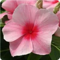 Vinca, Trailing 'Mediterranean XP' - Longfellow's Garden Center